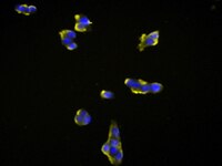 INS-1E Rat Insulinoma Beta Cell Line | SCC491